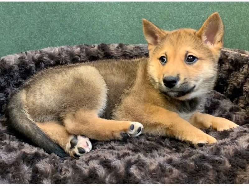Shiba Inu Puppy Red Sesame ID:7920 Located at Petland San Antonio, TX