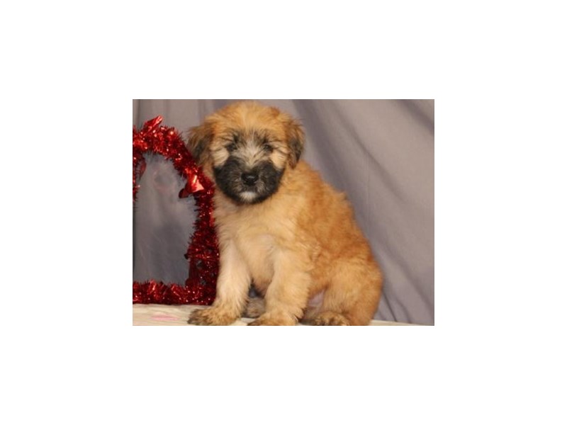 Soft Coated Wheaten Terrier Puppy Wheaten ID:8049 Located at Petland ...