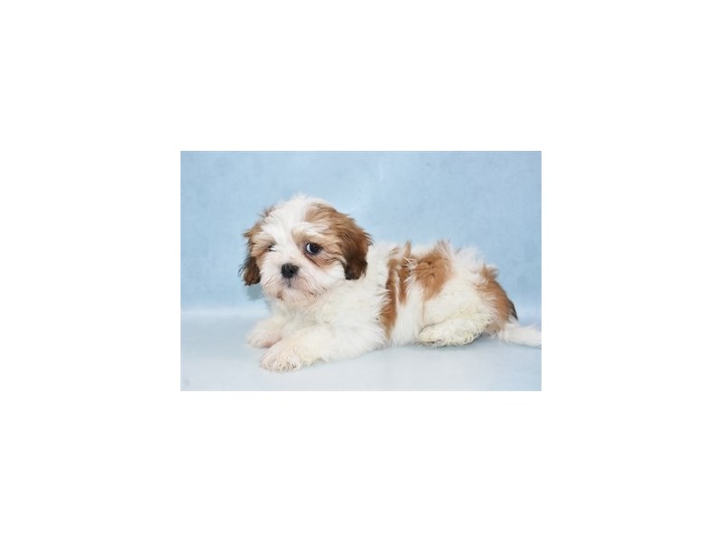Lhasa Apso Puppy Red Gold ID:8077 Located at Petland San Antonio, TX