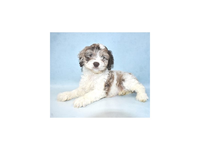 Cockapoo Puppy Red Roan ID:4952 Located at Petland San Antonio, TX