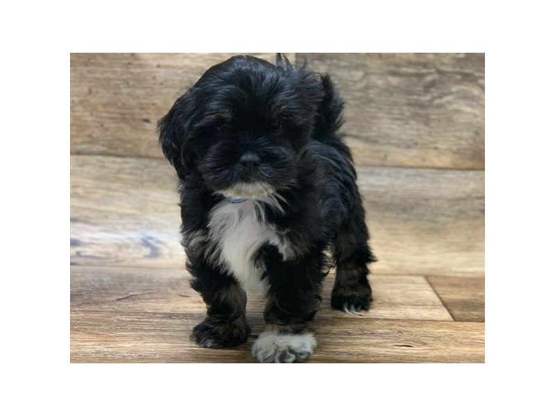 Lhasa Apso Puppy Black & Tan ID:5010 Located at Petland San Antonio, TX