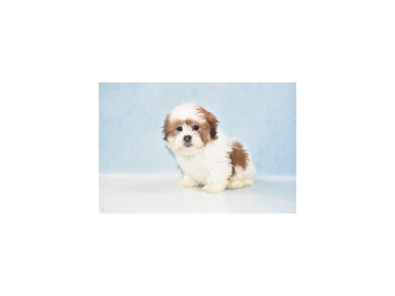 Lhasa Apso Puppy Red Gold ID:8115 Located at Petland San Antonio, TX