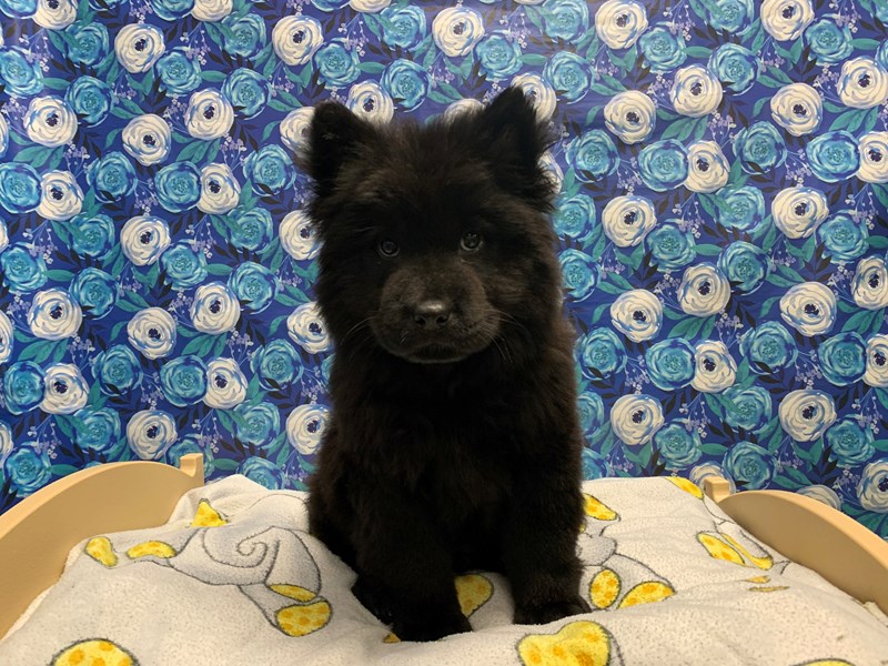 Black Pomeranian Chow Mix