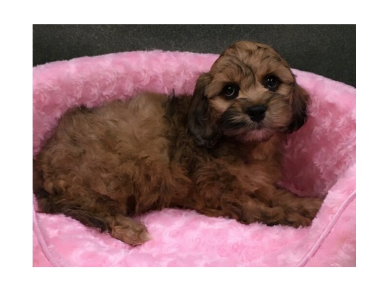 Cockapoo Puppy Red Roan ID:8159 Located at Petland San Antonio, TX