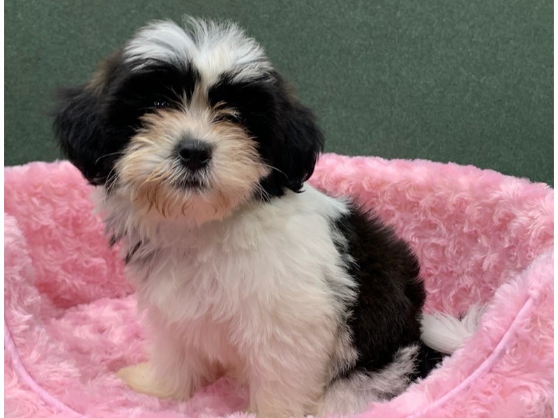 Teddy Bear Puppy White & Cream ID:8217 Located at Petland San Antonio, TX