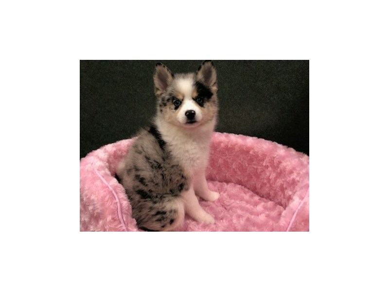 Pomsky Puppy Blue Merle ID:8259 Located at Petland San Antonio, TX