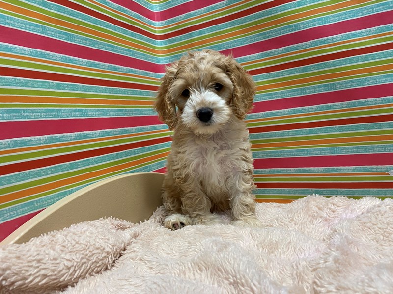 Cockapoo Puppy bf, wh mkgs ID:5269 Located at Petland San Antonio, TX
