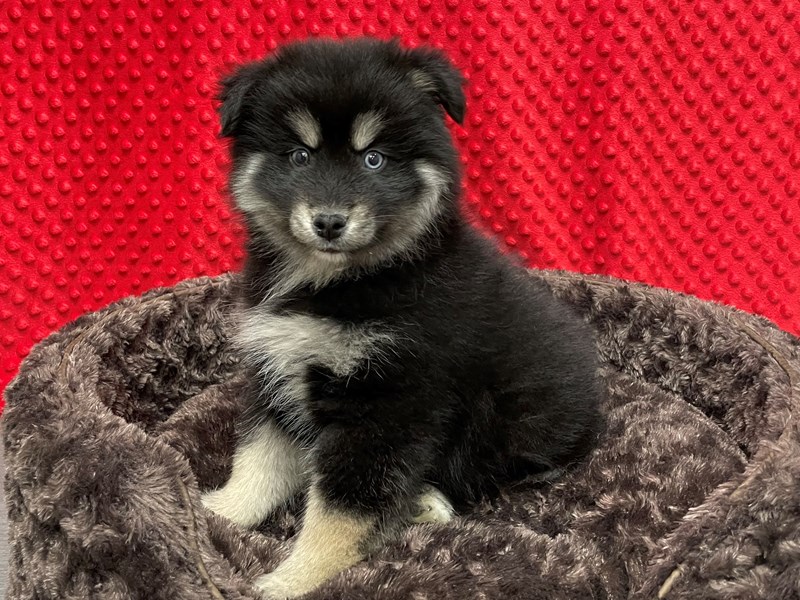 Pomsky Puppy Black & White ID:8651 Located at Petland San Antonio, TX