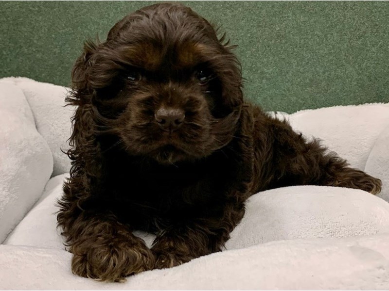 Cocker Spaniel Puppy Chocolate & Tan ID:8674 Located at Petland San ...