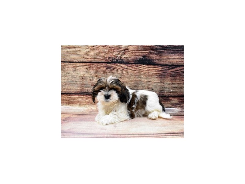 Lhasa Apso Puppy Red Gold ID:5622 Located at Petland San Antonio, TX