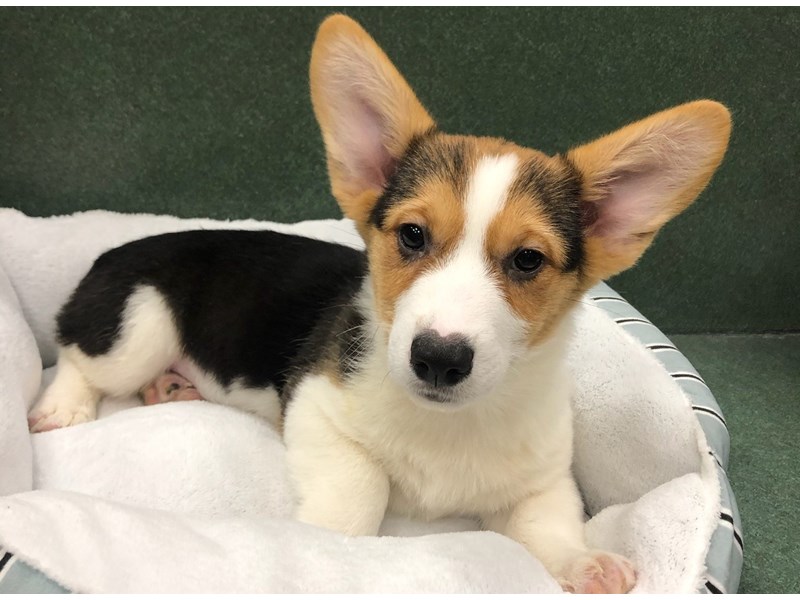 Pembroke Welsh Corgi Puppy Black White & Tan ID:8744 Located at Petland ...