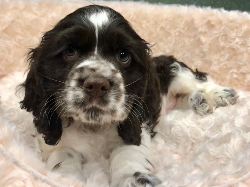 Cocker Spaniel Puppy Chocolate Parti ID:8758 Located at Petland San ...
