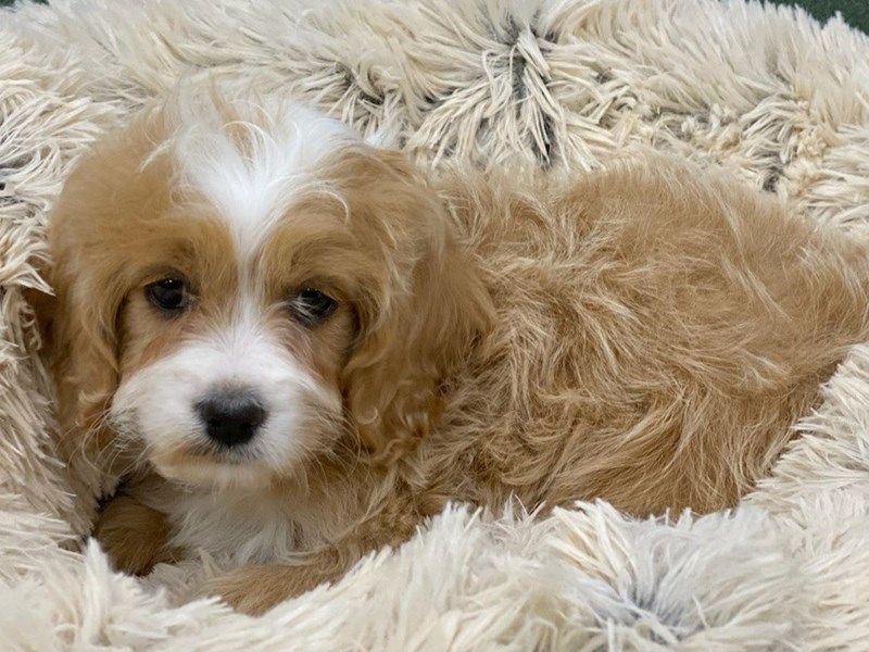 Cockapoo Puppy Buff & White ID:8773 Located at Petland San Antonio, TX