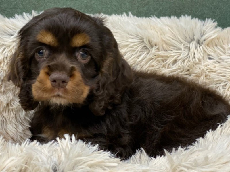 Cocker Spaniel Puppy Chocolate & Tan ID:8774 Located at Petland San ...