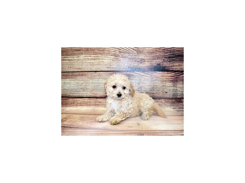 Cockapoo Puppy Cream ID:5691 Located at Petland San Antonio, TX