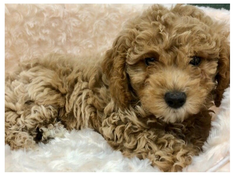 Cockapoo Puppy Golden ID:8824 Located at Petland San Antonio, TX