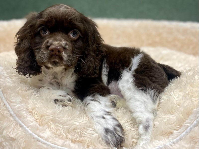 Cocker Spaniel Puppy Chocolate & White ID:8866 Located at Petland San ...
