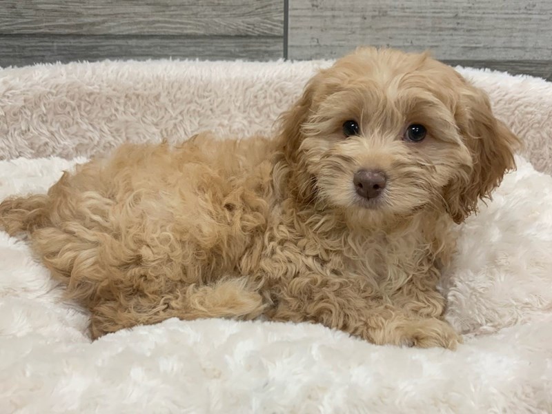 Cockapoo Puppy Red ID:8921 Located at Petland San Antonio, TX