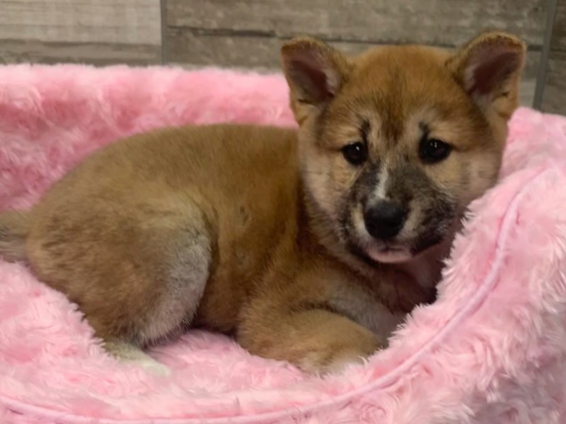 Red Sesame Shiba Inu Puppies