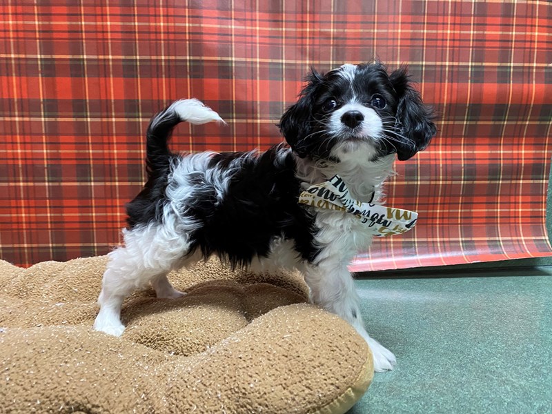 Cavapoo Puppy wh & blk parti ID:6068 Located at Petland San Antonio, TX