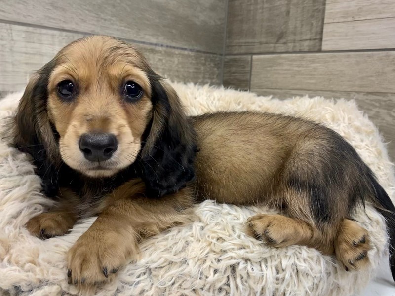 Dachshund Puppy Cream Sable ID:8967 Located at Petland San Antonio, TX
