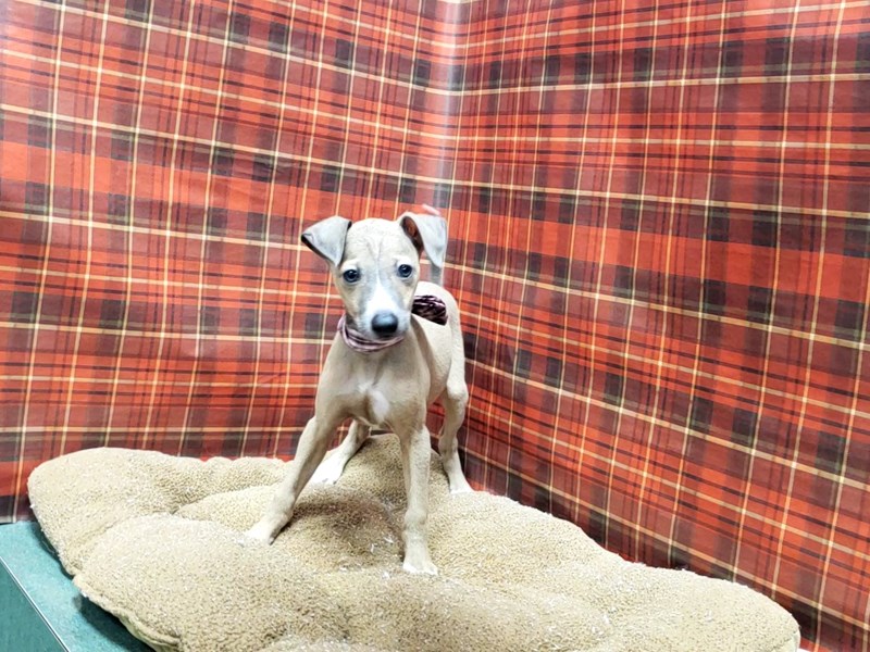 Italian Greyhound Puppy bl fn wh mkgs ID:6119 Located at Petland San ...