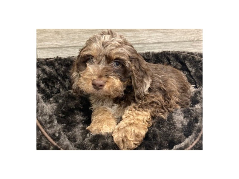 Cockapoo Puppy Chocolate Merle ID:8986 Located at Petland San Antonio, TX