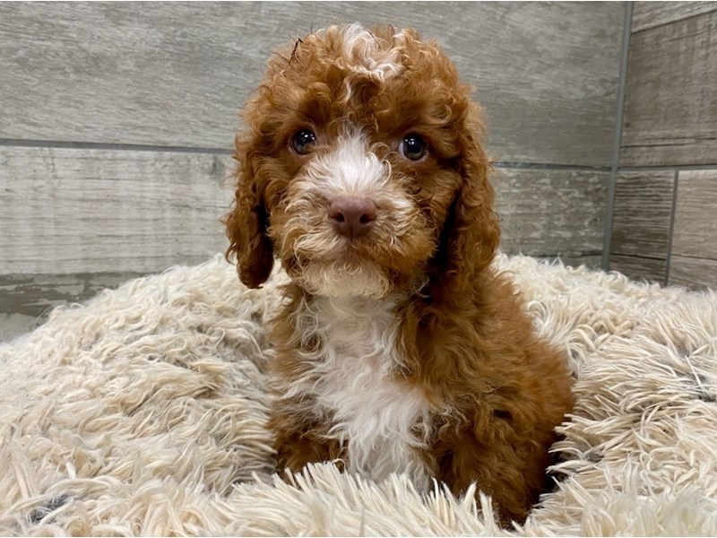 Cavapoo Puppy Apricot ID:9009 Located at Petland San Antonio, TX