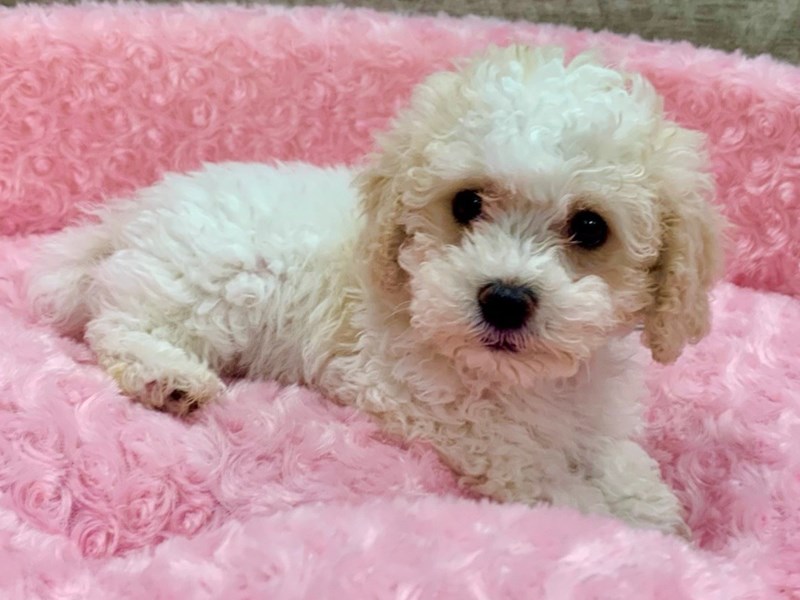 Cockapoo Puppy White & Buff ID:9066 Located at Petland San Antonio, TX