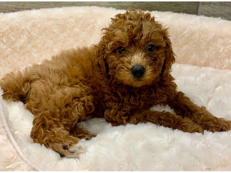 Miniature Poodle Puppy Red ID:9068 Located at Petland San Antonio, TX