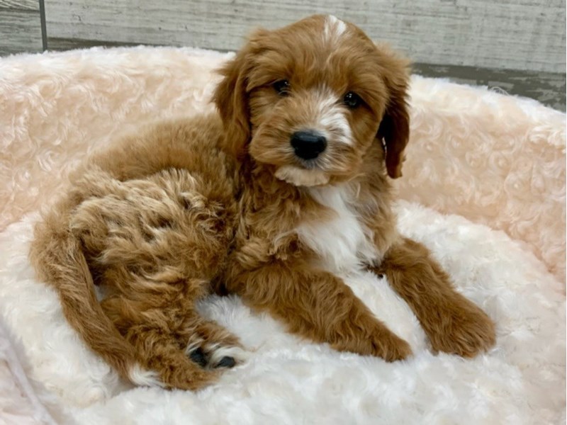Cavapoo Puppy Apricot ID:9100 Located at Petland San Antonio, TX
