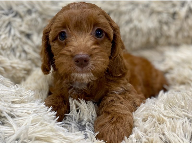 Red Cockapoo Puppies