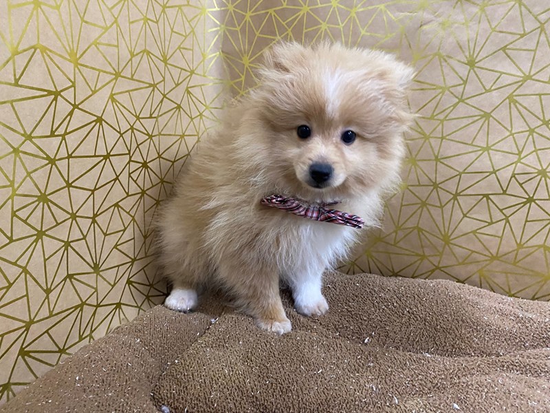Pomeranian-DOG-Male-lt org wh spot-3550590-Petland San Antonio, TX