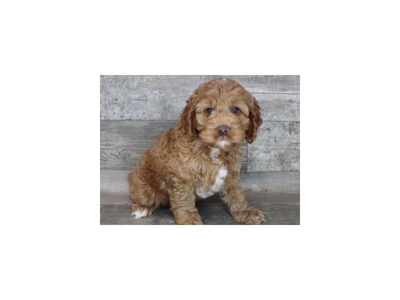 Cockapoo Puppy Red ID:9164 Located at Petland San Antonio, TX