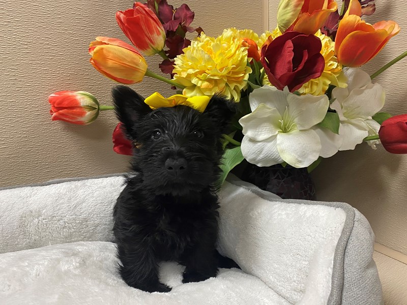 Scottish Terrier Puppy blk ID:6286 Located at Petland San Antonio, TX