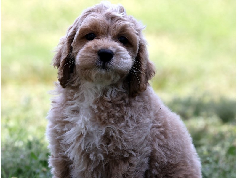 Cockapoo Puppy Buff & White ID:9250 Located at Petland San Antonio, TX