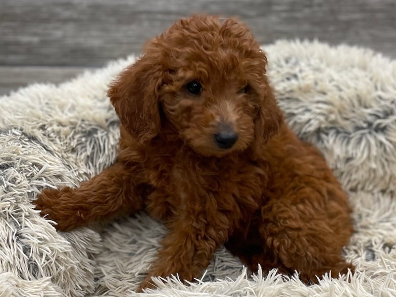 Miniature Goldendoodle Puppy Red ID:9273 Located at Petland San Antonio, TX