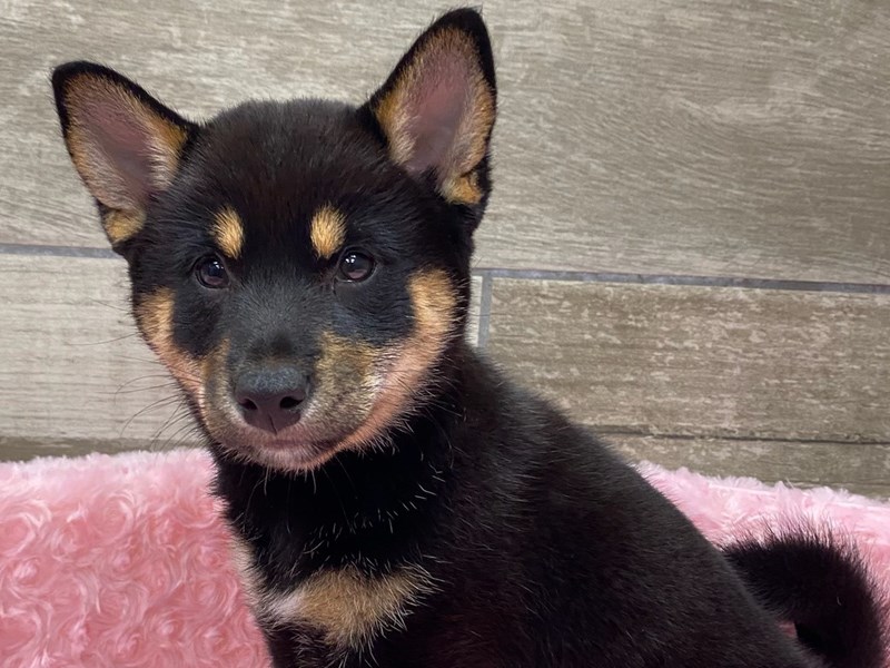 Shiba Inu Puppy Black & Tan ID:9277 Located at Petland San Antonio, TX