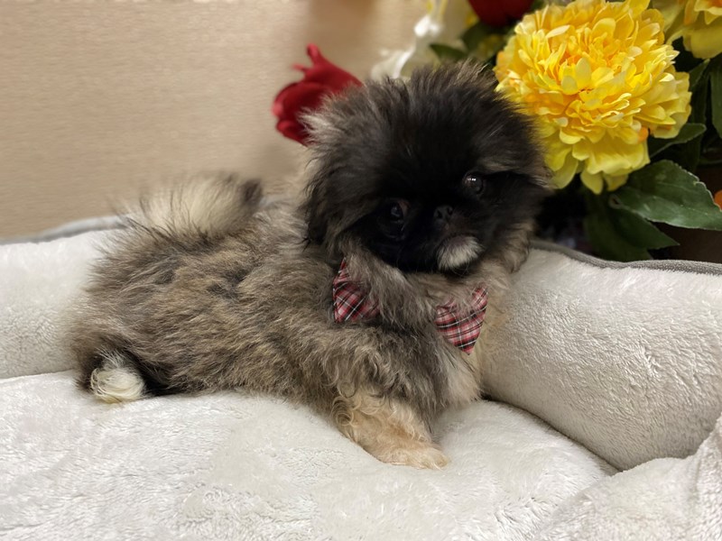 Pekingese Puppy Grey Sable ID:6404 Located at Petland San Antonio, TX