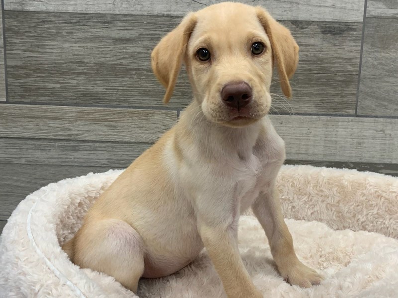 Labrador Retriever Puppy Yellow ID:9317 Located at Petland San Antonio, TX