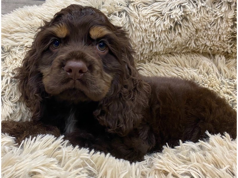 Chocolate American Cocker Spaniel Puppies