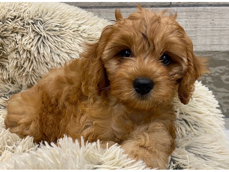 Cavapoo Puppy Red ID:9355 Located at Petland San Antonio, TX