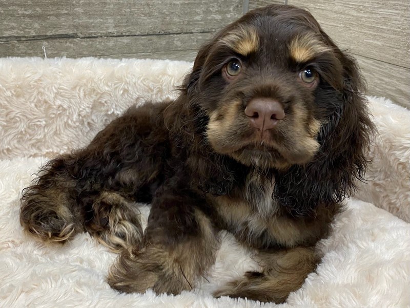 Cocker Spaniel Puppy Chocolate & Tan ID:9358 Located at Petland San ...