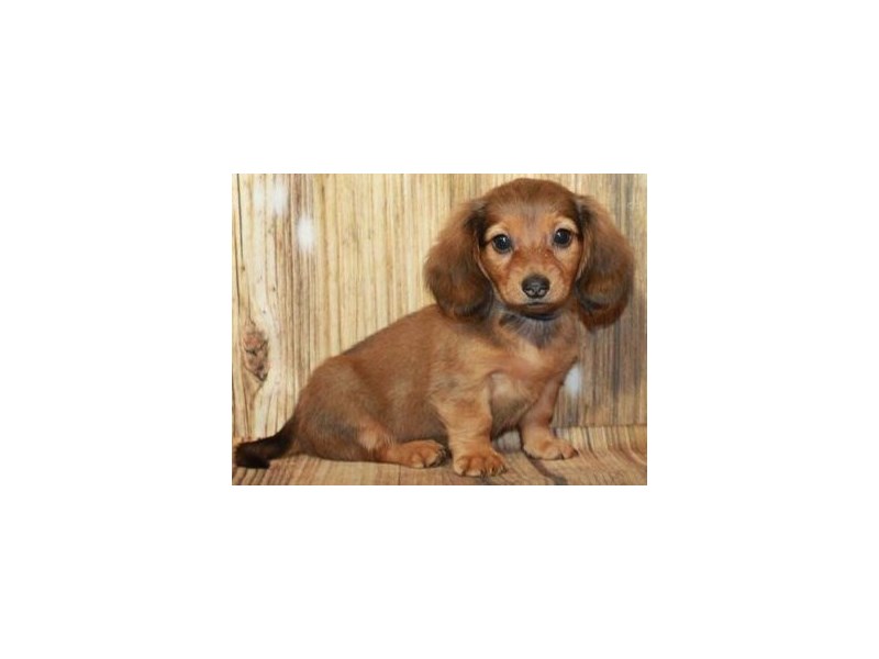 Dachshund Puppy Red Sable ID:9371 Located at Petland San Antonio, TX