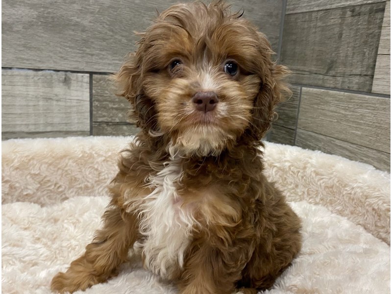 Cockapoo Puppy Chocolate Merle ID:9398 Located at Petland San Antonio, TX