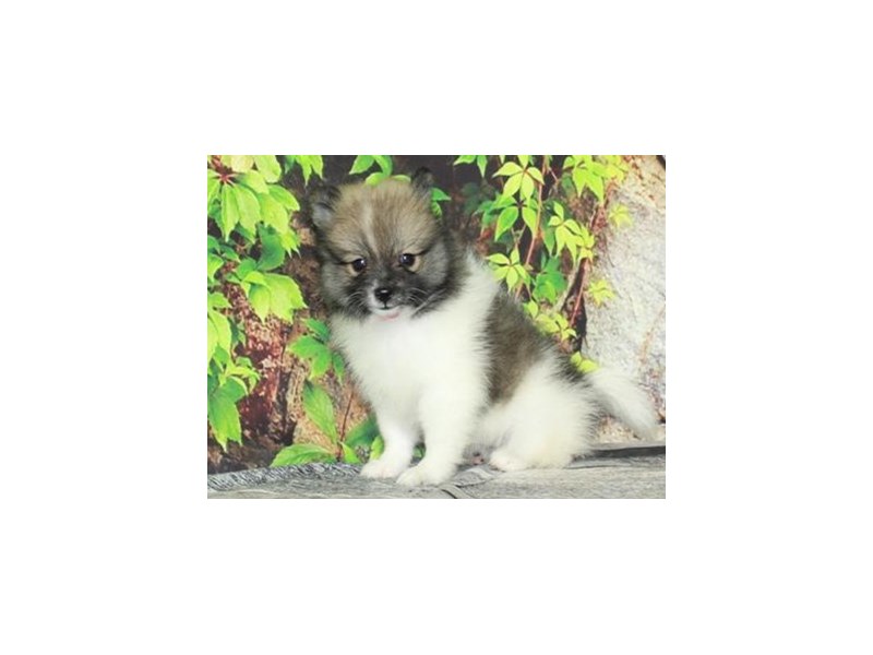 Pomeranian Puppy White & Sable Parti ID:9419 Located at Petland San ...