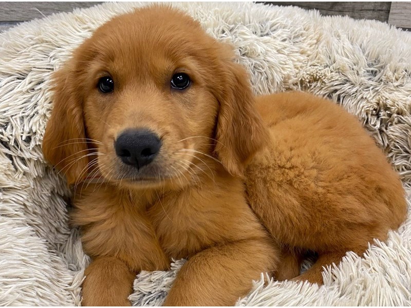 Female Golden Retriever