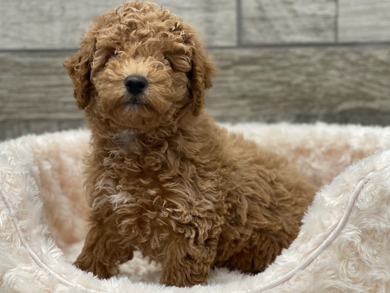 Miniature Poodle Puppy Red ID:9445 Located at Petland San Antonio, TX