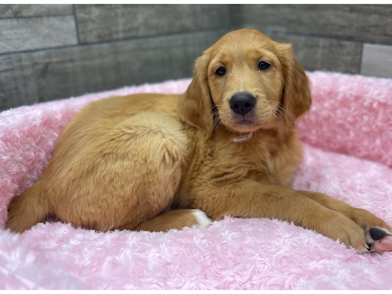 Golden Retriever Puppy Golden ID:9465 Located at Petland San Antonio, TX