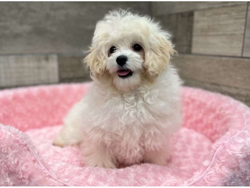 Maltipoo Puppy White ID:9406 Located at Petland San Antonio, TX